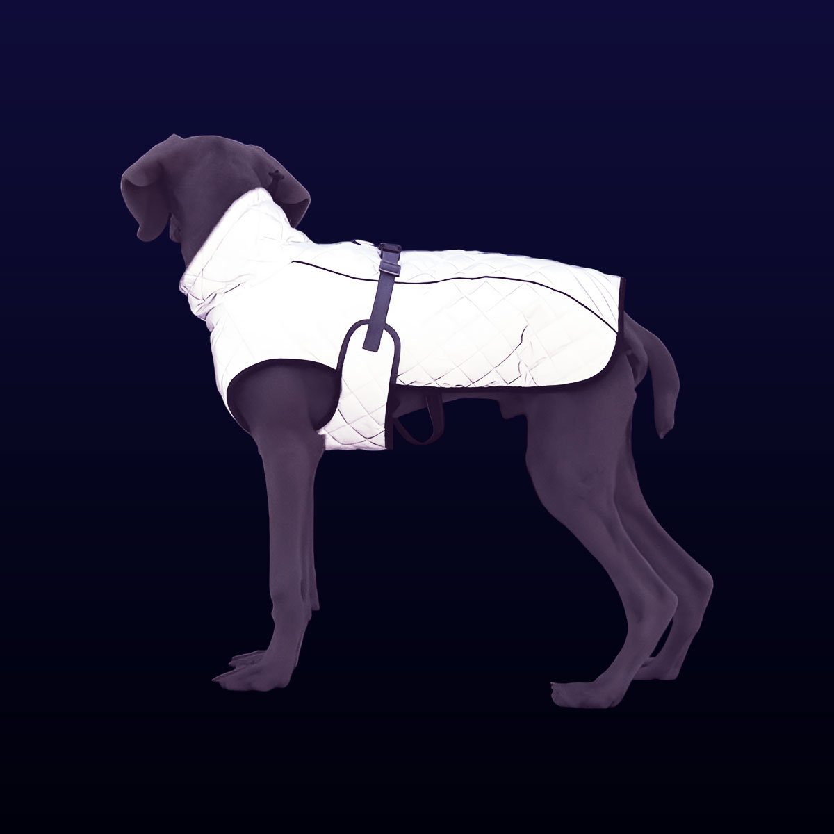 Reflective Accessories for Pets 💡 Glow in the Dark — Luminous Glowing ...